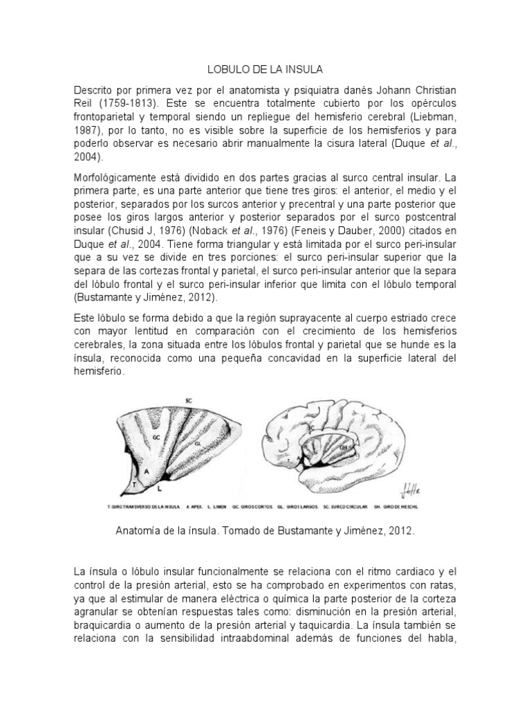 Lobulo de La Insula | PDF | Corteza Insular | Cerebro