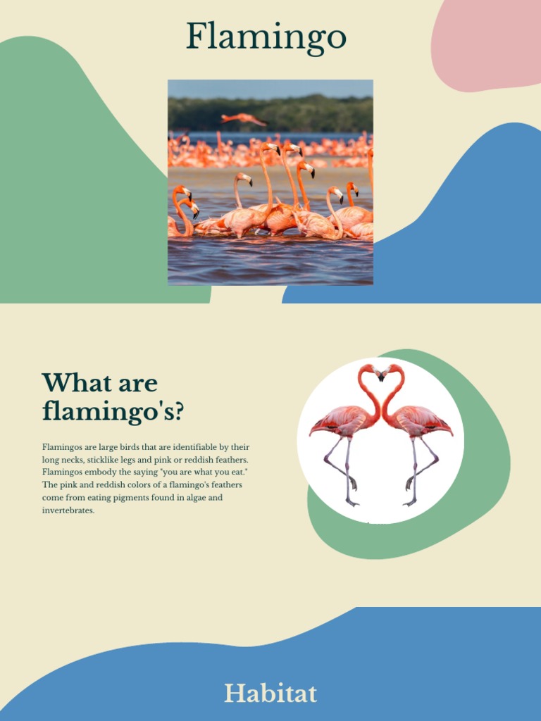 Flamingos | PDF