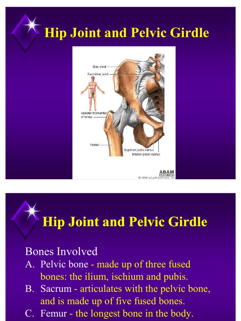Hip and Pelvis | Pelvis | Anatomical Terms Of Motion