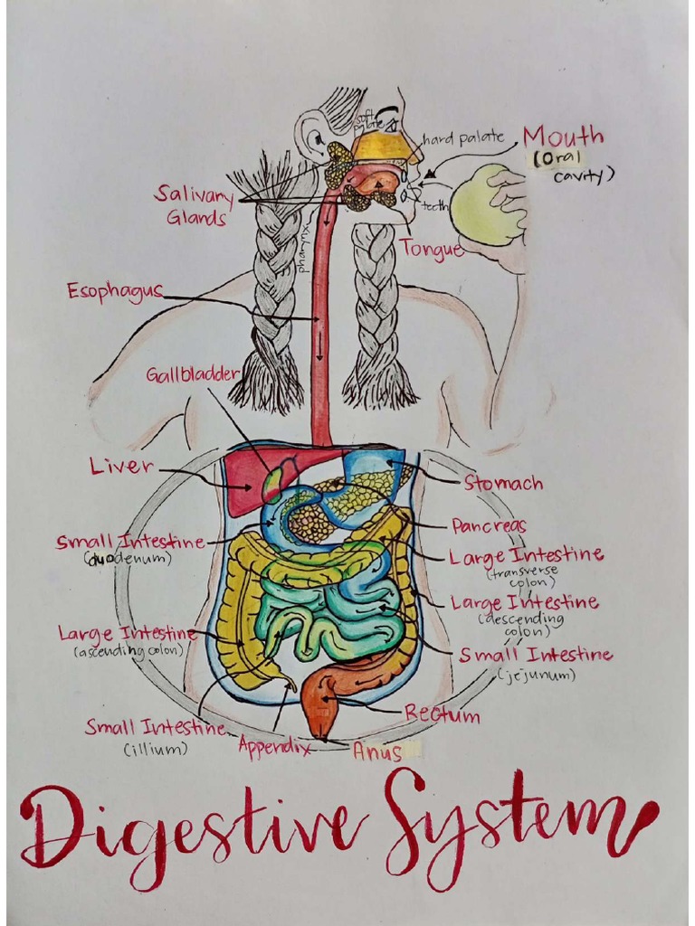 Task (NUPC 106) | PDF