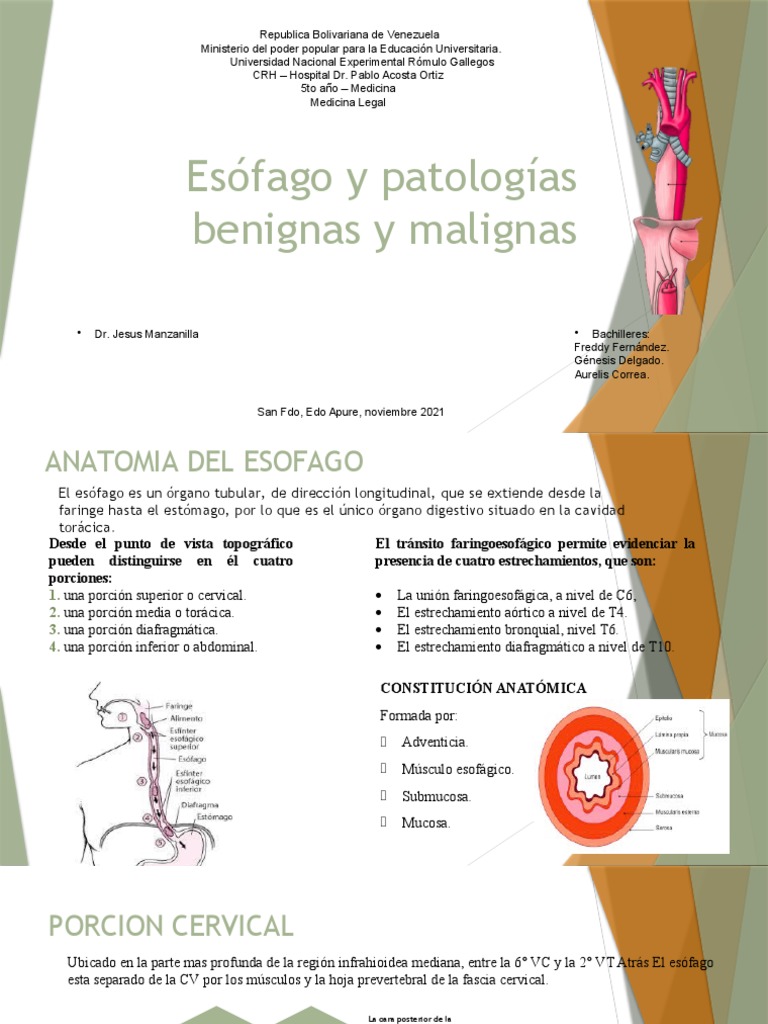 Anatomia Del Esofago | PDF | Esófago | La enfermedad por reflujo ...