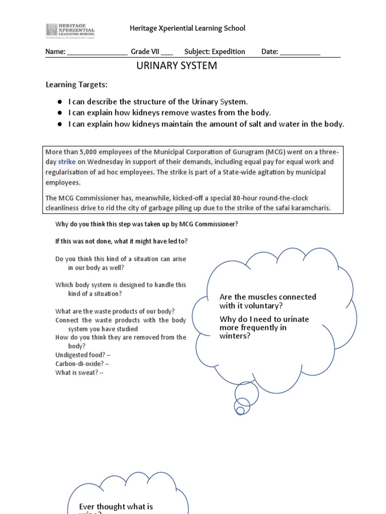 URINARY SYSTEM - Autonomous Module | PDF | Urinary System | Urinary Bladder