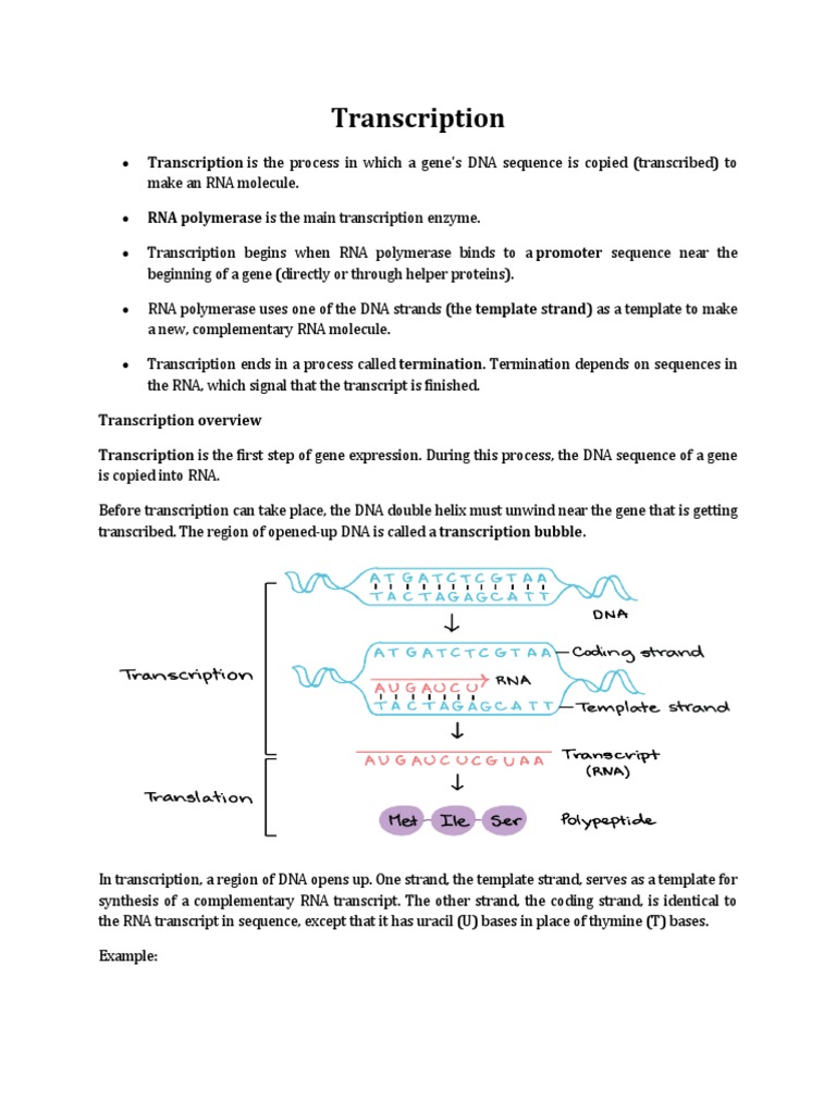 Transcription | PDF | Rna | Promoter (Genetics)