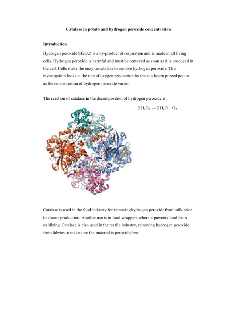 Extracting Catalase from Potatoes | PDF | Catalase | Hydrogen Peroxide