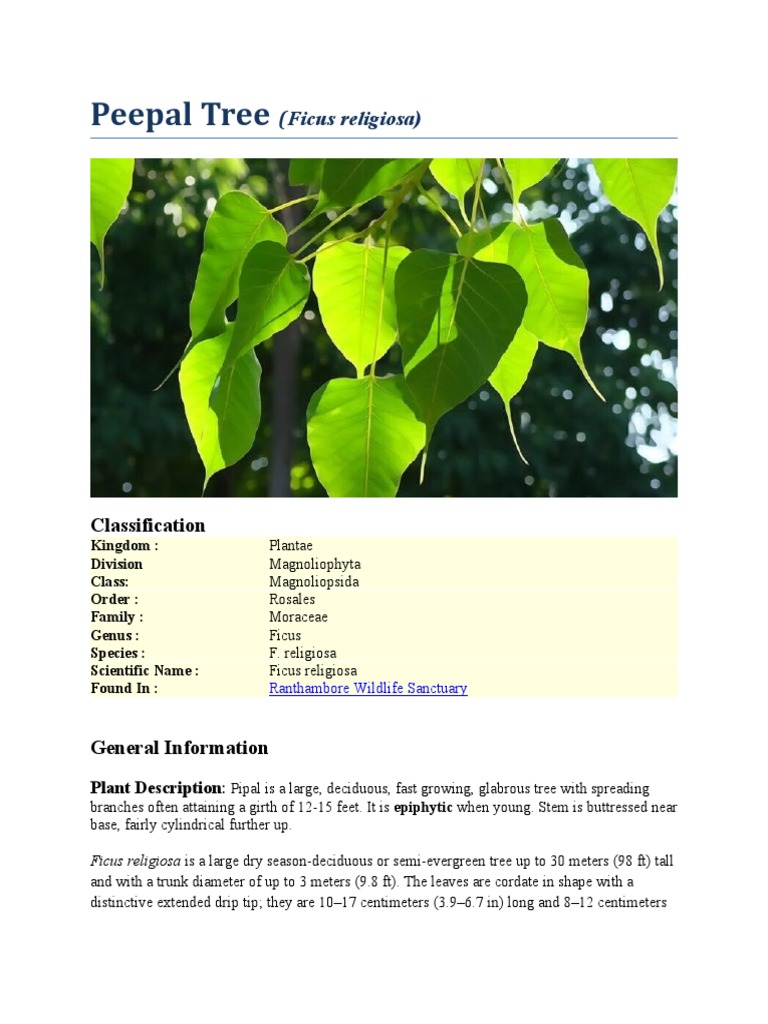 Peepal Tree | PDF | Ficus | Plants