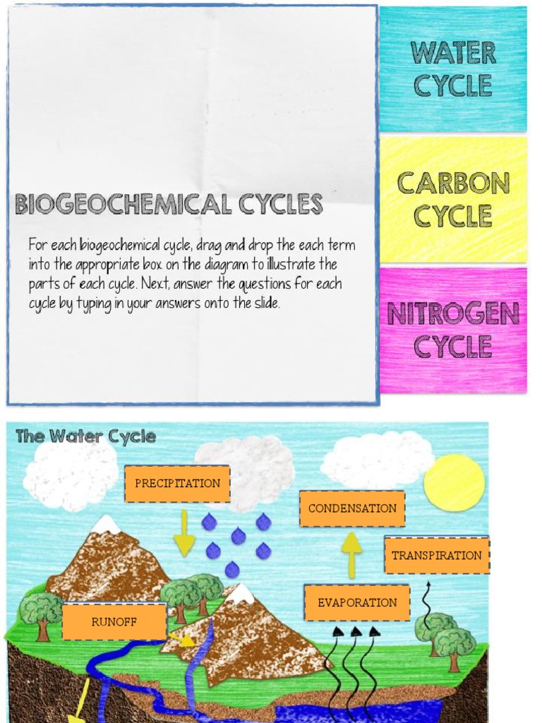 Biogeochemical Cycles Drag&Drop | PDF