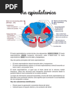 Tracto Rubroespinal | PDF | Cerebro | Neuroanatomía