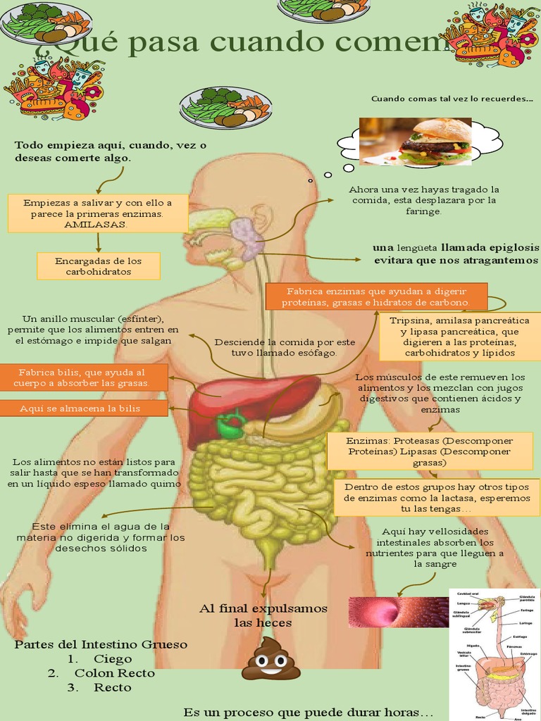 ¿Que Pasa Cuando Comemos? | PDF | Digestión | Gastroenterología