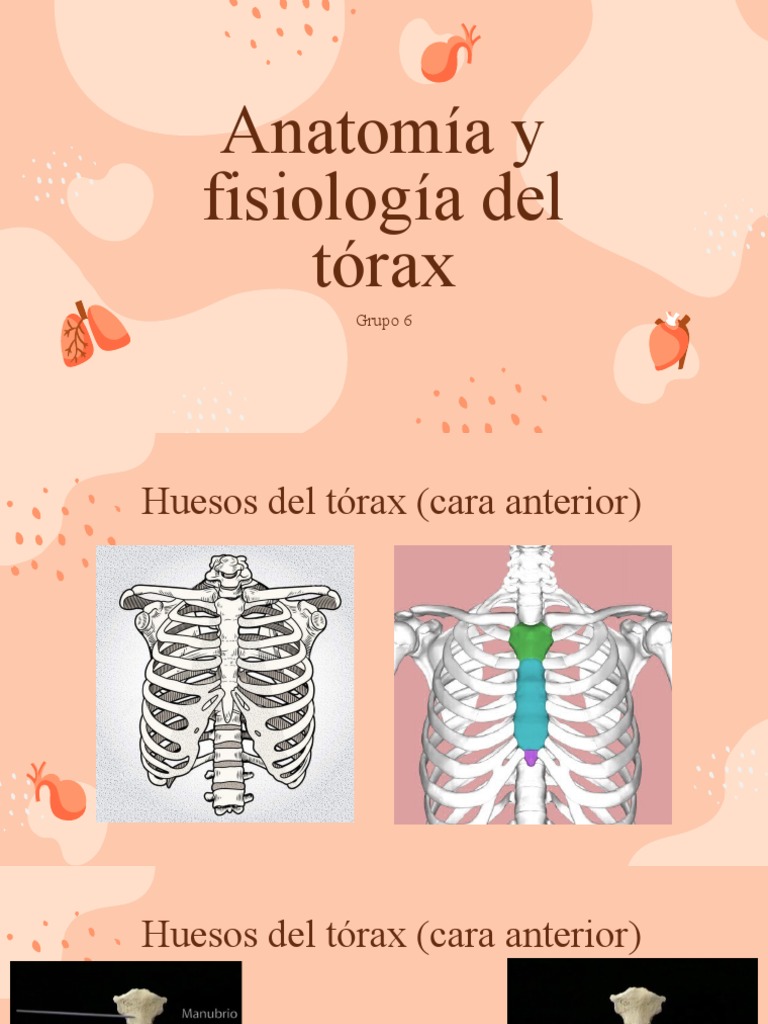 Anatomía y Fisiología del Tórax | PDF | Salud y bienestar | Ciencia y ...