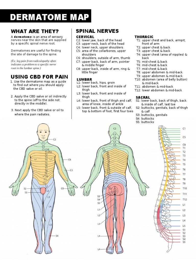 Dermatome Map: What Are They? Spinal Nerves | PDF | Nervous System ...