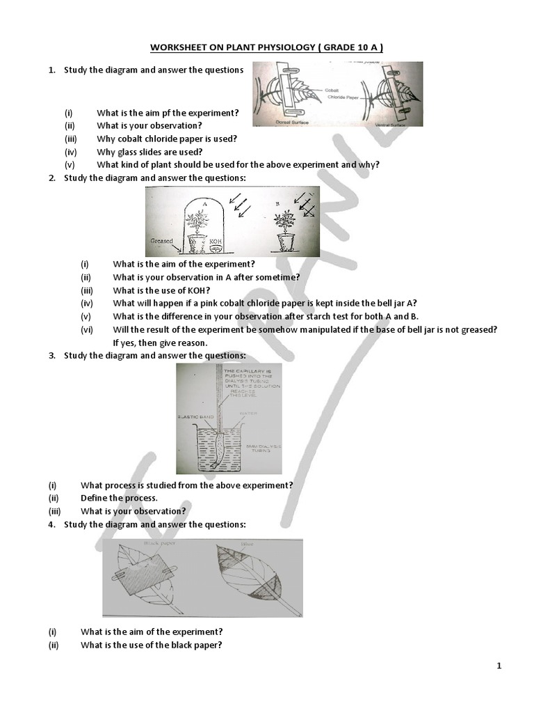 Grade 10 Plant Physiology Worksheet | PDF | Experiment | Plants
