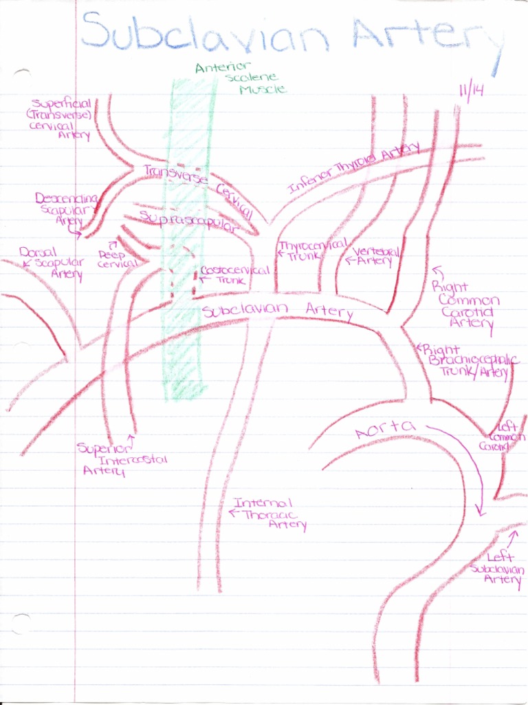Subclavian Artery Branches | PDF