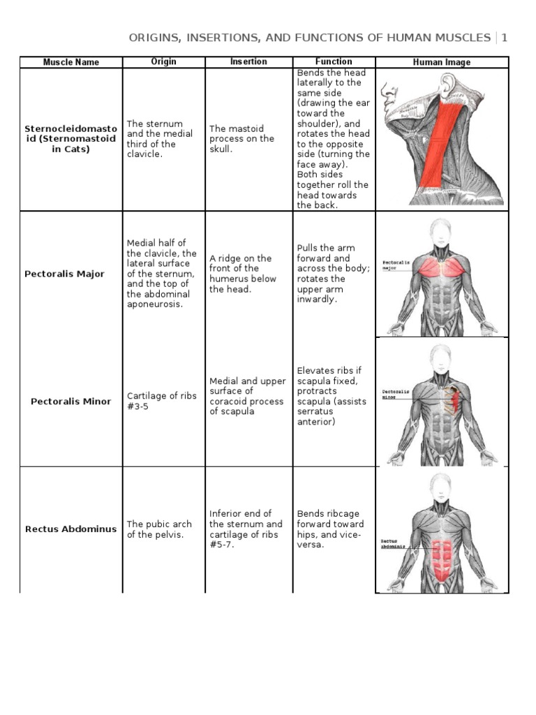 Origins, Insertions, and Functions of Human Muscles | PDF | Human Leg ...