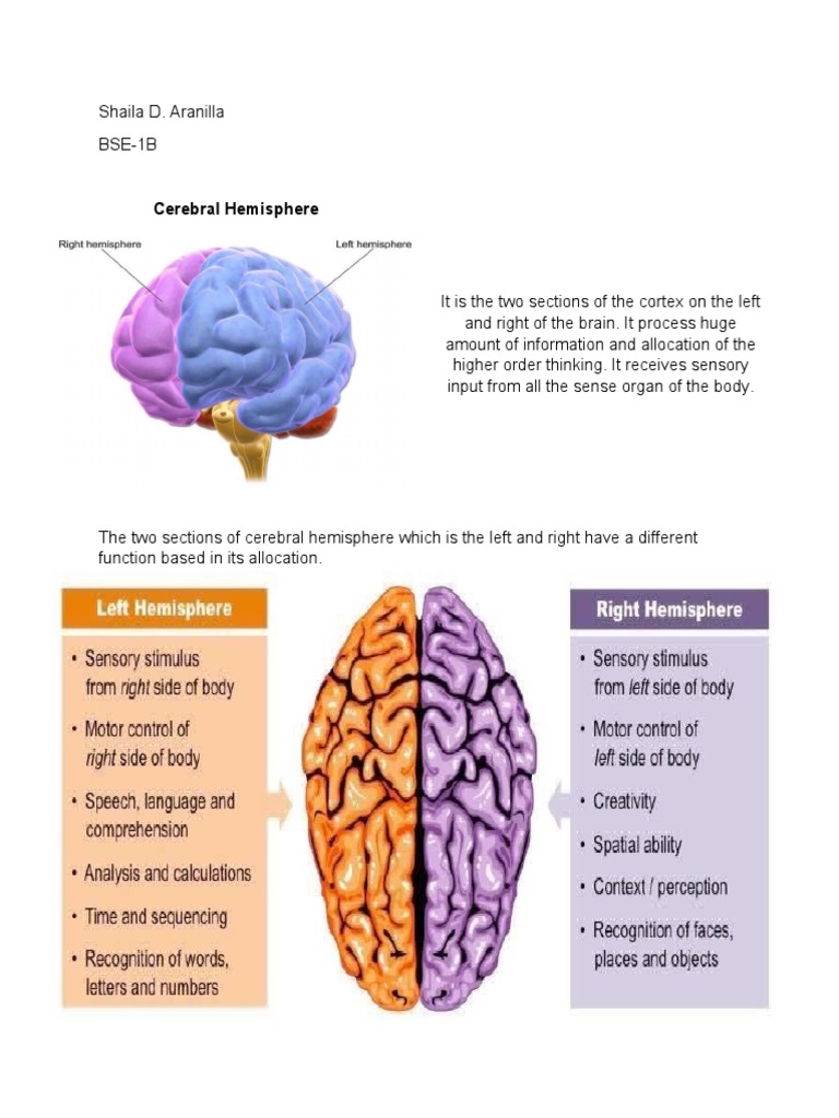 Cerebral Hemisphere | PDF