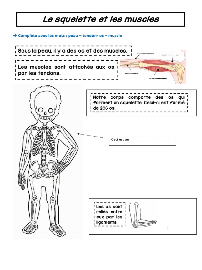 Squelette et muscles du corps humain | PDF | Os | Appareil locomoteur