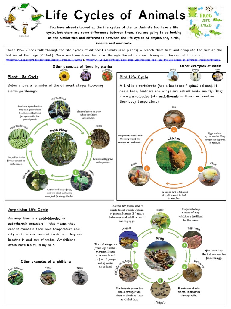Life Cycles of Animals: Plant Life Cycle Bird Life Cycle | PDF ...