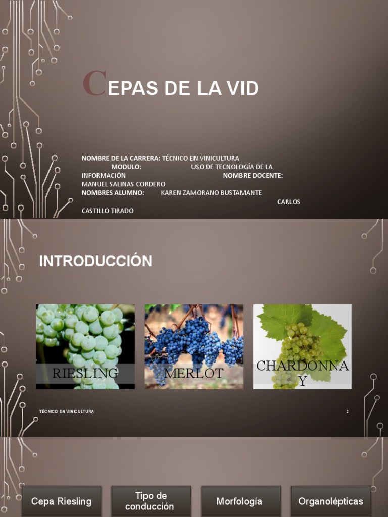 Cepas de La Vid | PDF | Vino | Uva
