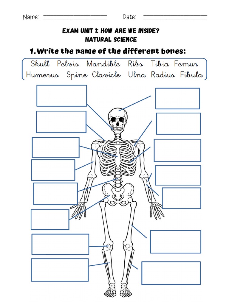 Examen Muscles and Bones | PDF