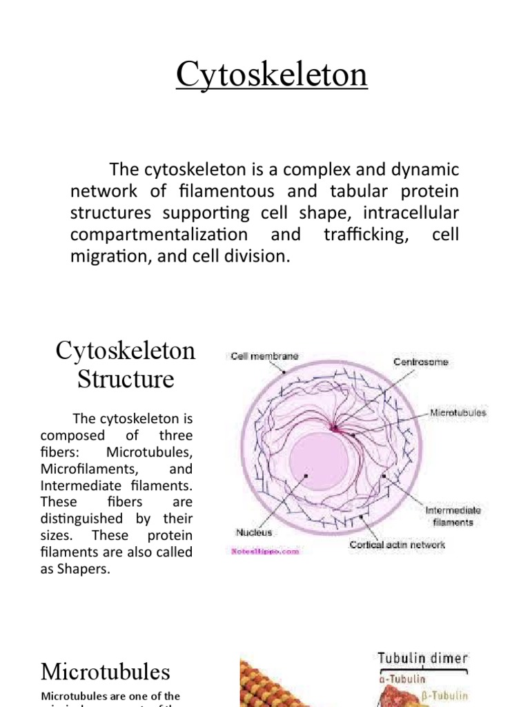 Cytoskeleton Transportation | PDF | Cytoskeleton | Microtubule