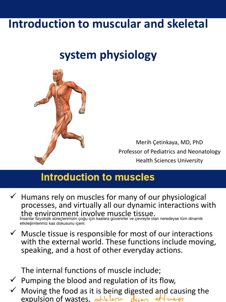 Introduction To Muscle System-Merih | PDF | Skeletal Muscle | Muscle ...