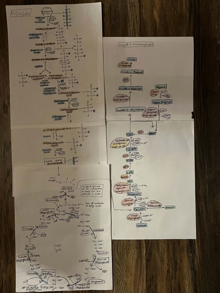 Connected Metabolic Maps | PDF