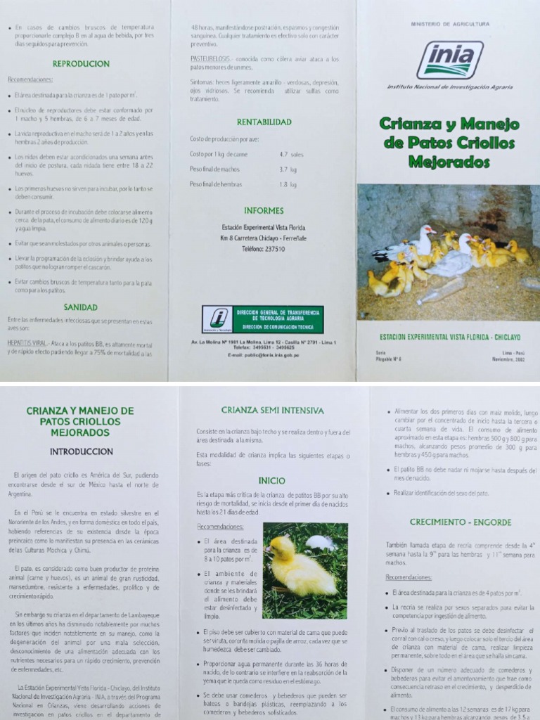 Crianza y Manejo de Patos Criollos Mejorados | PDF
