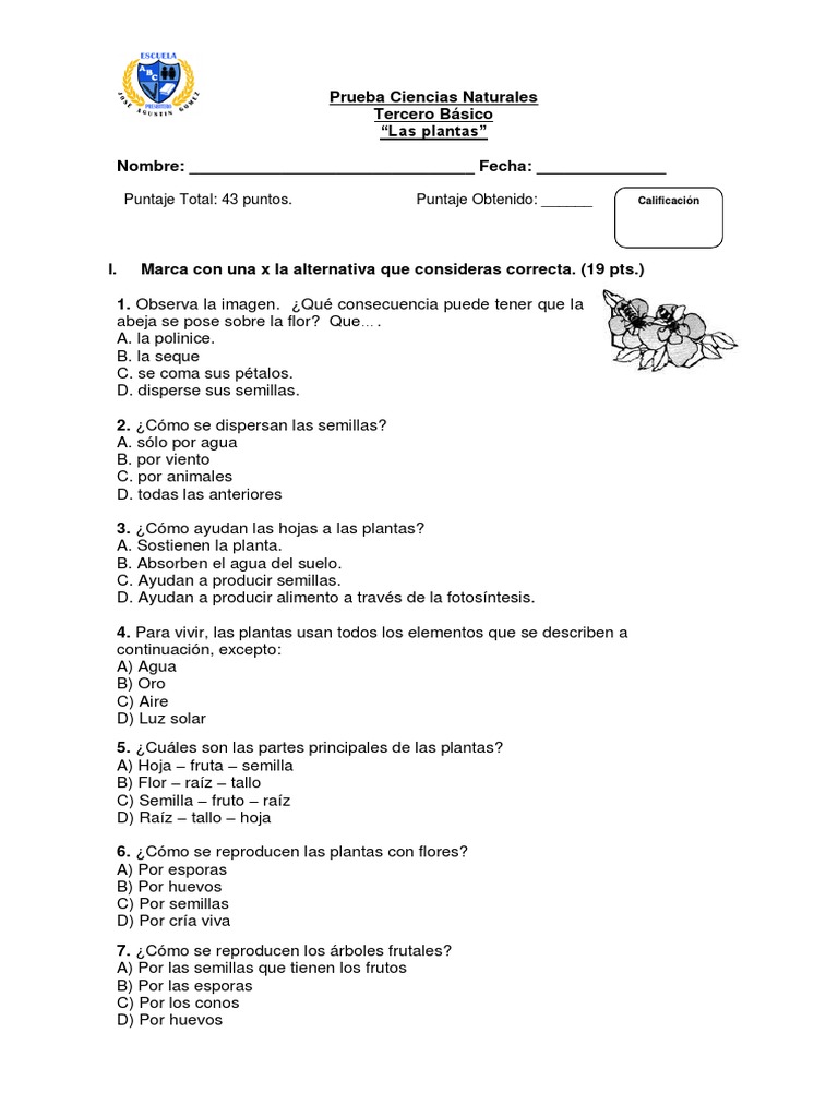 Prueba 1 Las Plantas | PDF | Flores | Plantas