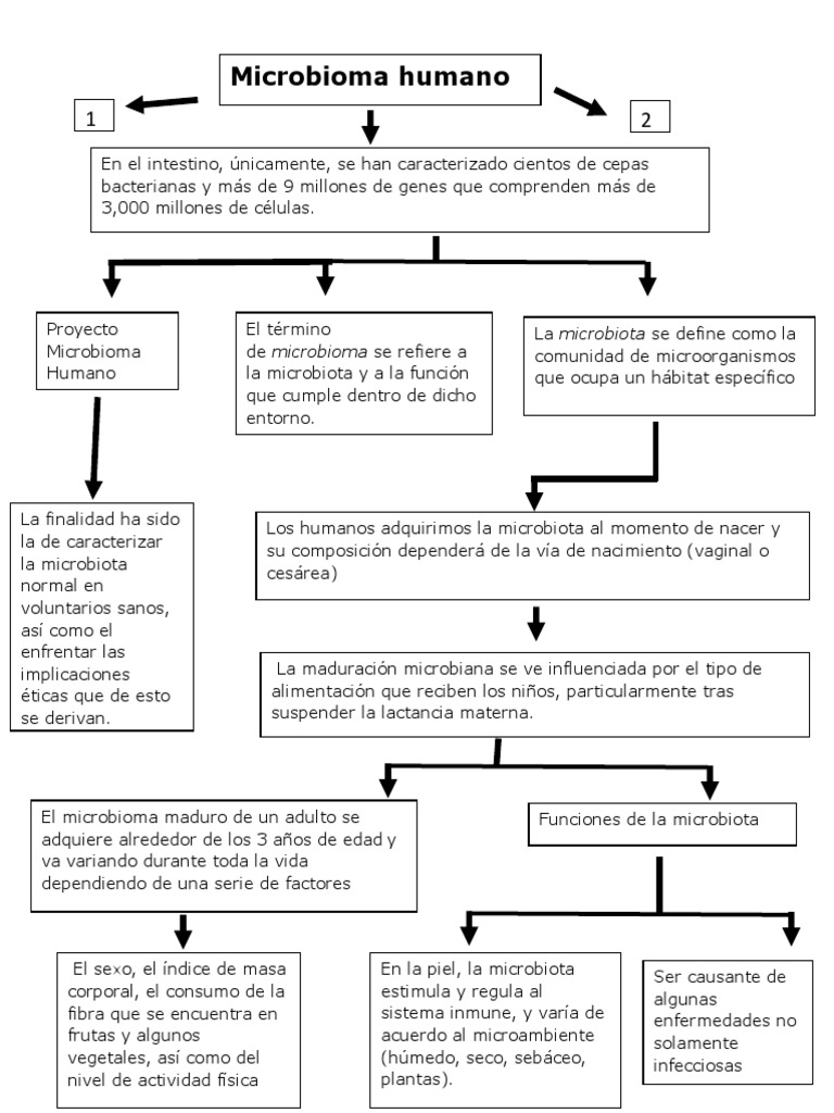 Mapa Conceptual Microbiota | PDF | Especialidades Medicas | Medicina CLINICA