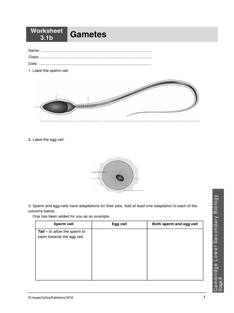 Stage 8 - Chapter 3 Worksheets | PDF | Fertilisation | Sperm