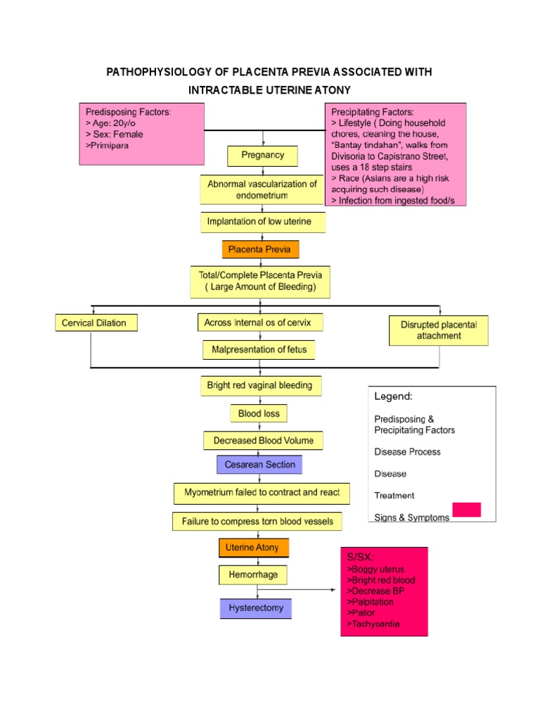 Placenta Previa Pathophysiology | PDF | Science & Mathematics