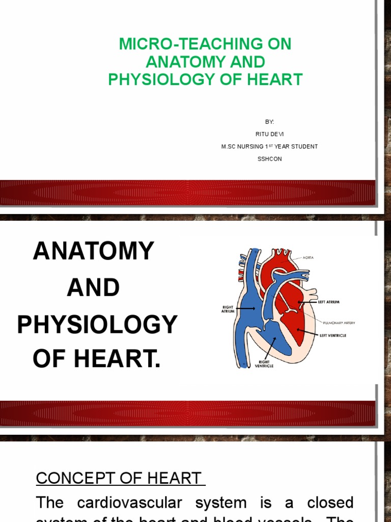 Anatomy and Physiology of Heart | Download Free PDF | Heart Valve ...