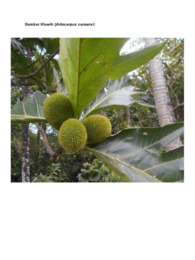 PENJELASAN Kluwih | PDF