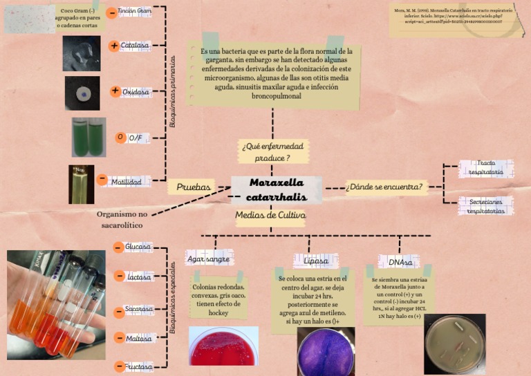 Moraxella Catarrhalis | PDF | Especialidades Medicas | Medicina CLINICA