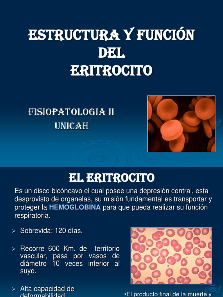El Eritrocito | PDF | Glóbulo rojo | Membrana celular