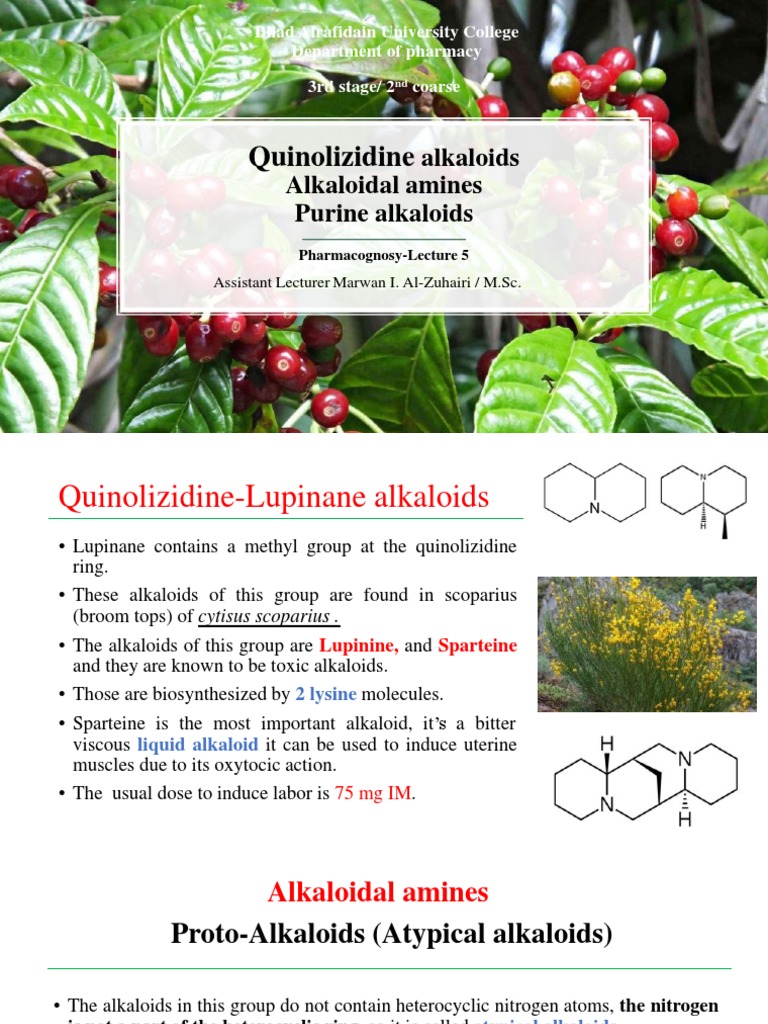 Quinolizidine: Alkaloids Alkaloidal Amines Purine Alkaloids | PDF ...