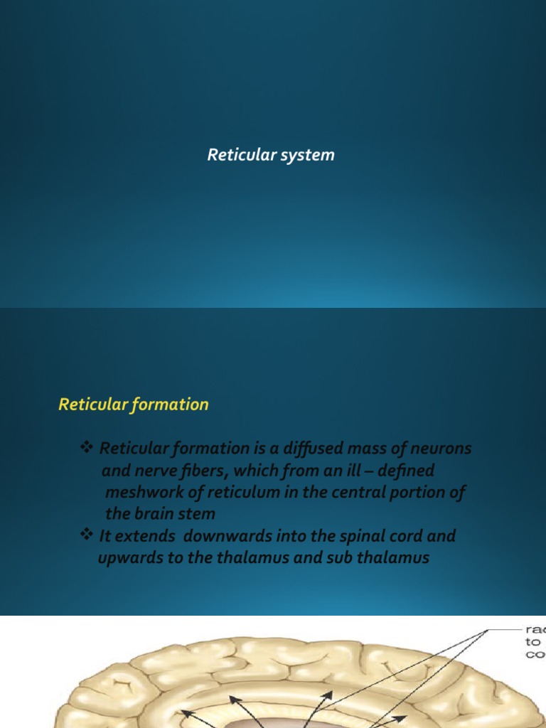 07.04 Reticular Activating System | PDF