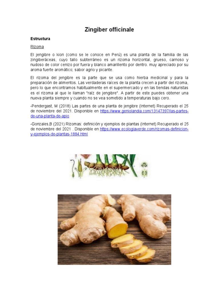 Partes y características del jengibre | PDF | Jengibre | Plantas ...