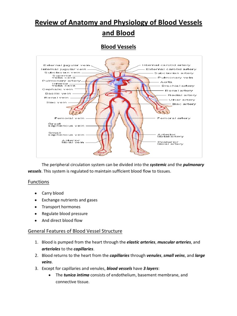 Review of Anatomy and Physiology of Blood Vessels and Blood | PDF ...