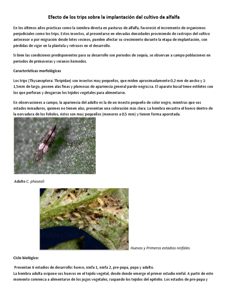 Trips en Alfalfa | PDF | Agricultura | Insectos