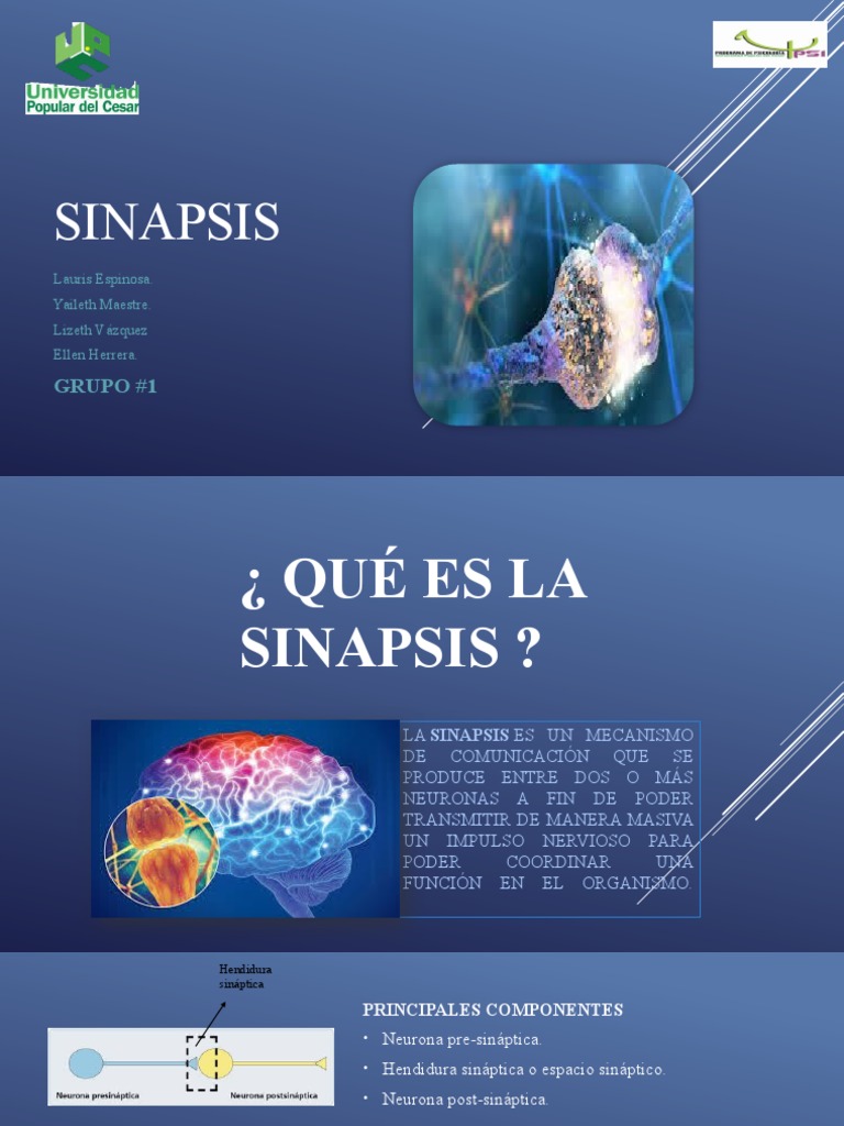 Exposición (Sinapsis) | PDF | Sinapsis | Neurona
