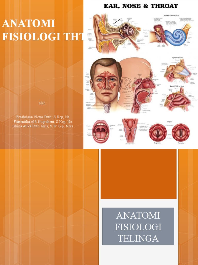 Anatomi Fisiologi THT | PDF