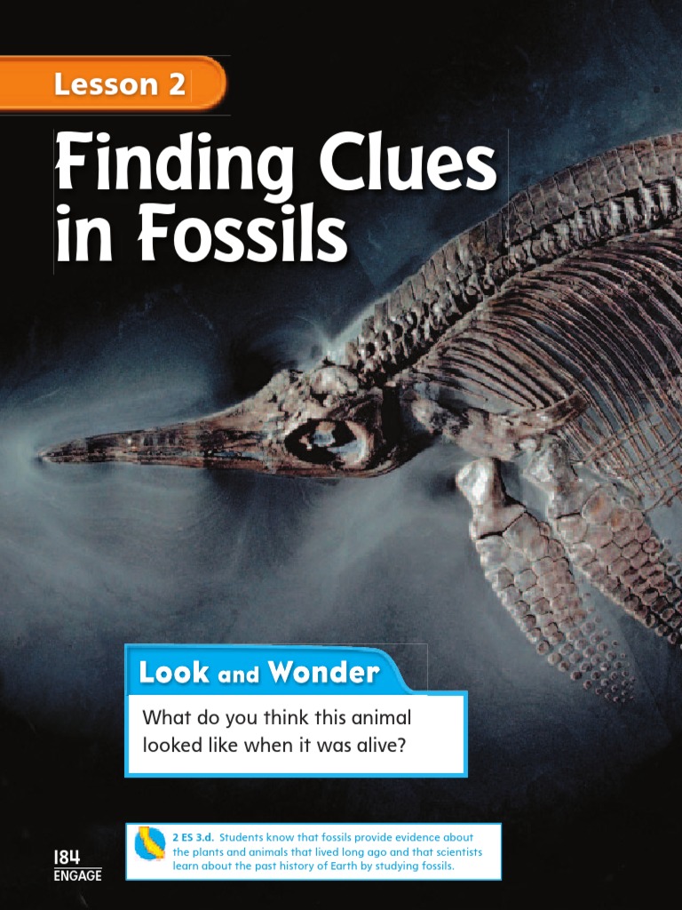 Dinosaur Fossils | PDF | Fossil | Paleontology