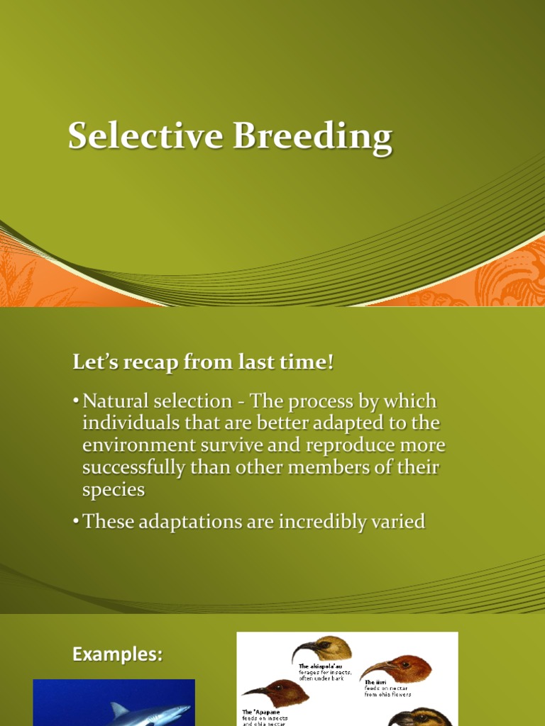 Selective Breeding Notes and Activity | PDF | Dogs | Selective Breeding