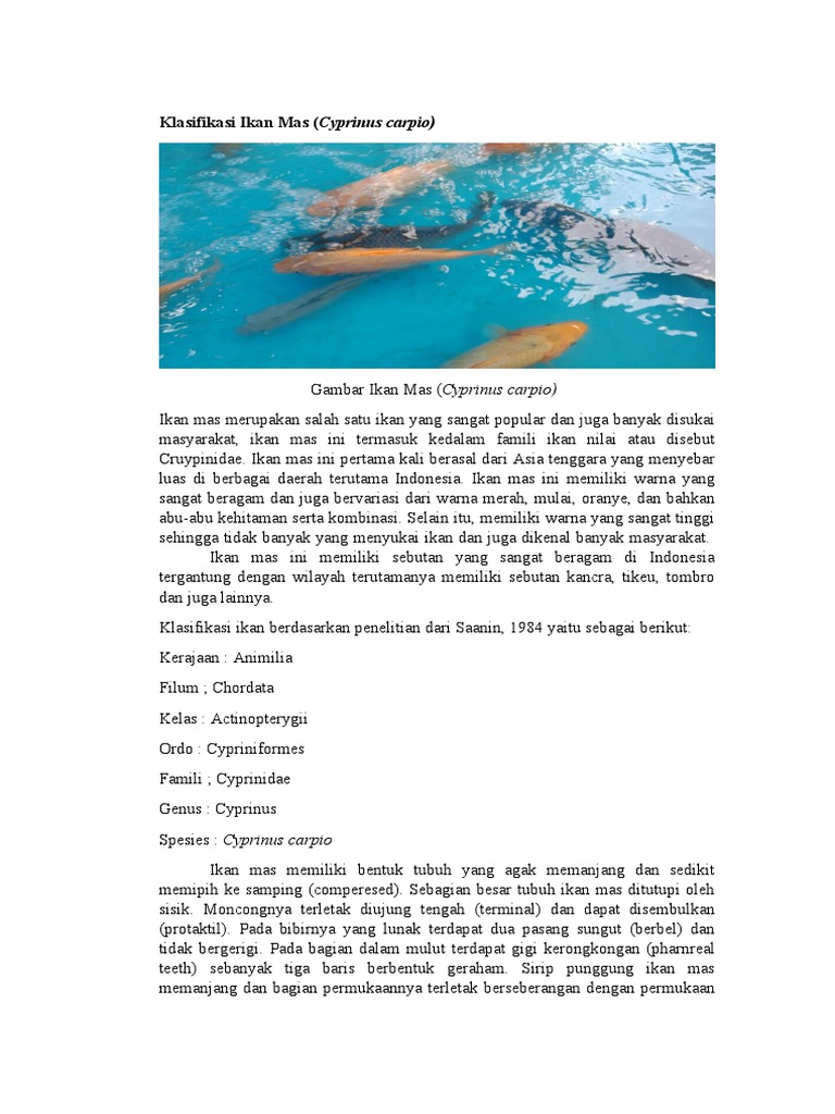 Cyprinus Carpio | PDF