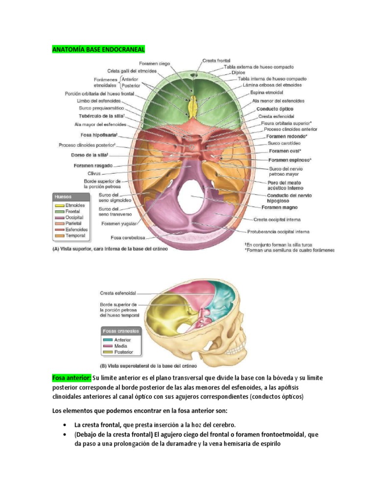 Anatomía Base Endocraneal | PDF | Neuroanatomía | Sistema esquelético