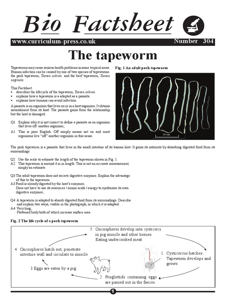 Bio Factsheet 304 Tapeworm | PDF | Biology | Medical Specialties