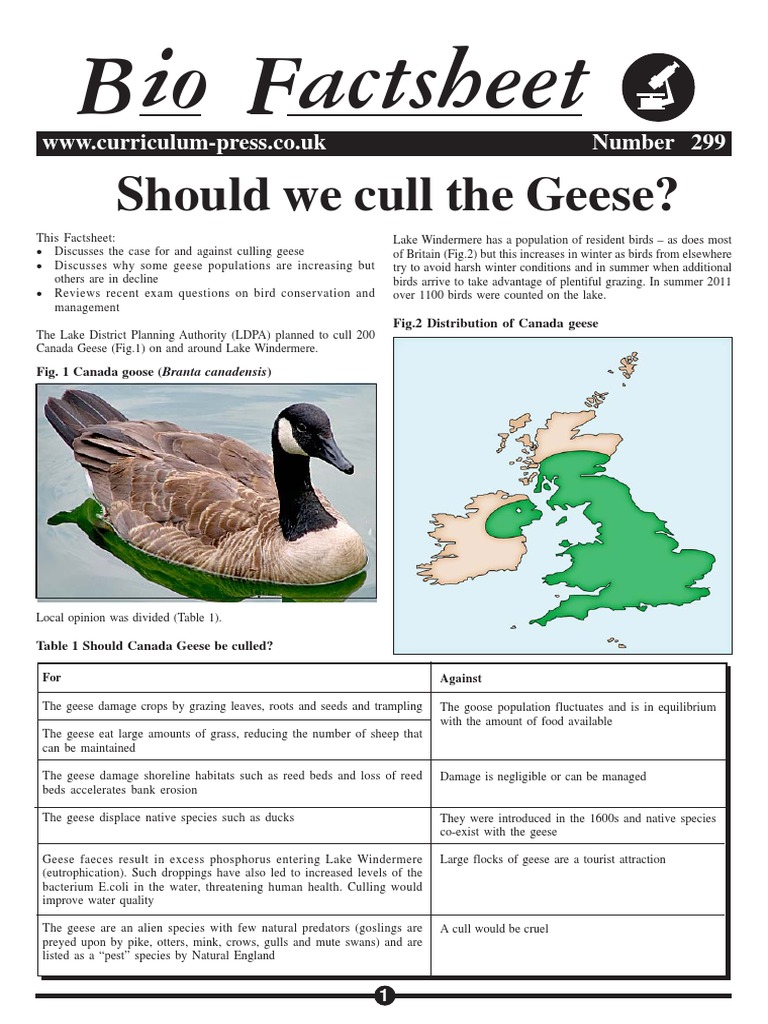 Bio Factsheet 299 Should We Cull The Geese | PDF | Bird Migration | Hunting