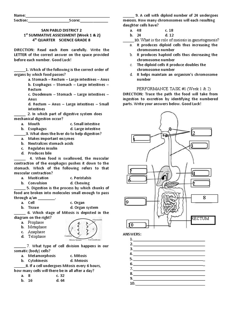 G8 Summative 1 Perf Task 1 | PDF | Meiosis | Mitosis