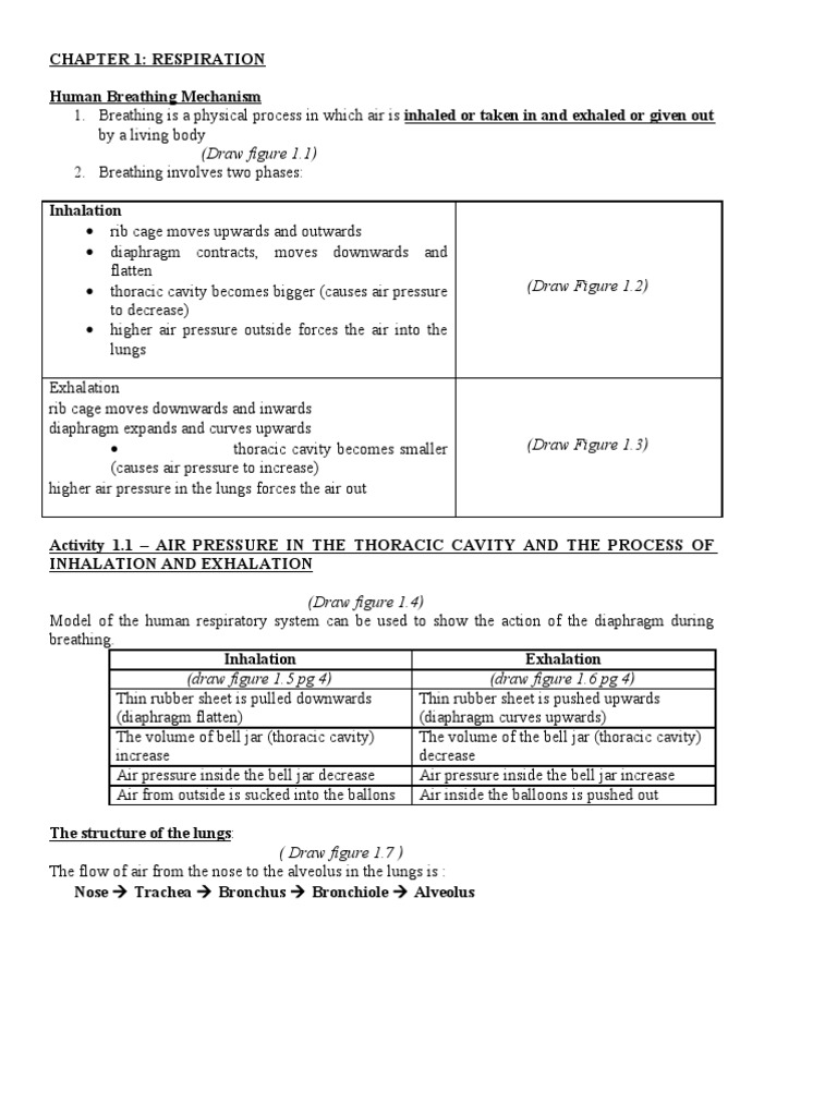 Mechanism of Human Breathing | PDF | Respiratory System | Exhalation