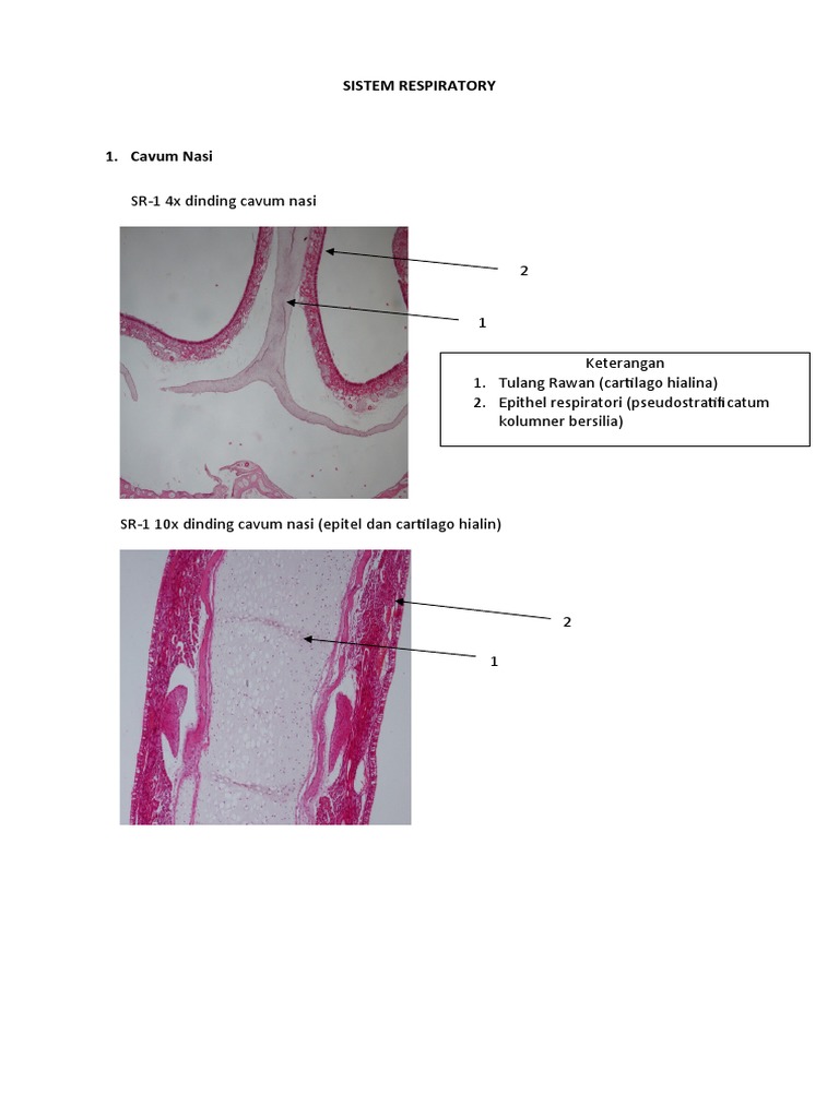 Sistem Respiratory Atlas - Rev | PDF